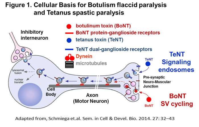 Barbieri Laboratory Research Areas | Microbiology & Immunology ...