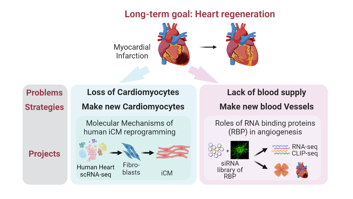 Research | Medical College of Wisconsin
